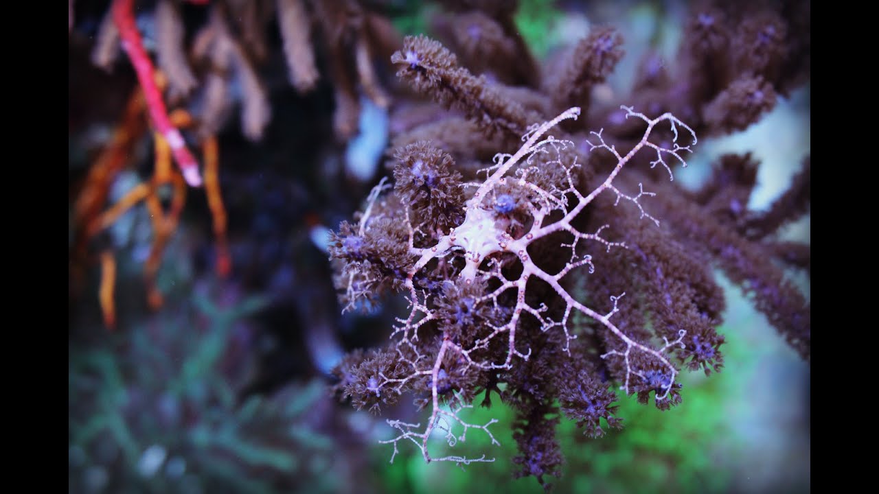 Micro Basket Starfish 'Reef Aquarium' - YouTube