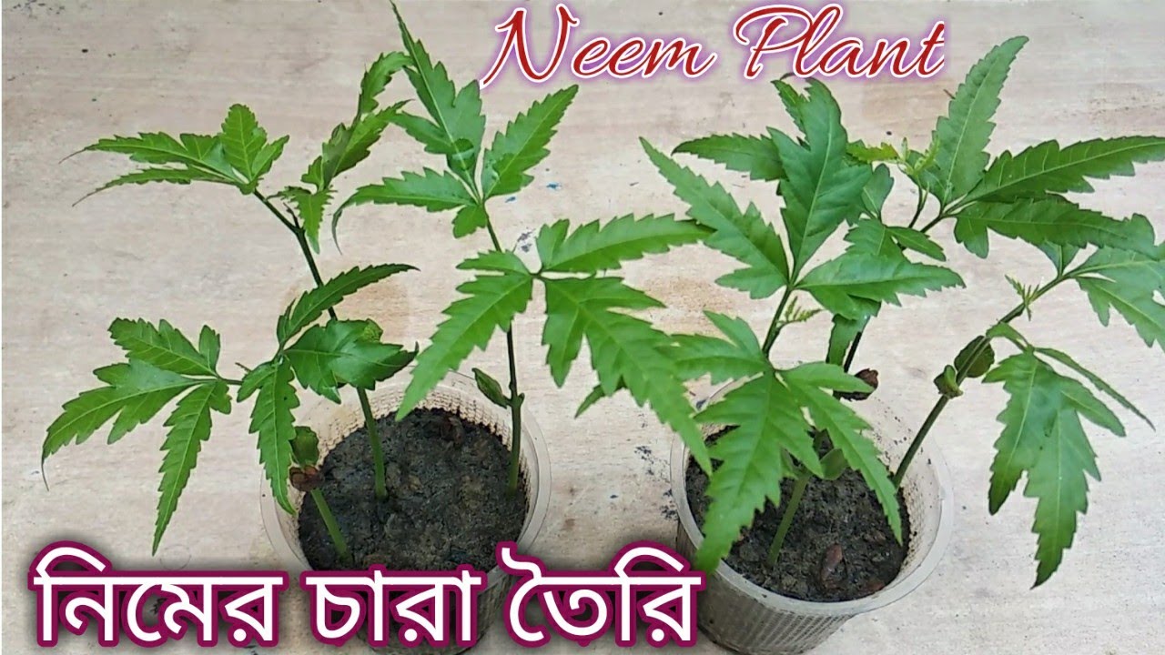 নিম গাছের চারা তৈরি। নিম গাছ। Neem tree। Neem tree plant grow। - YouTube