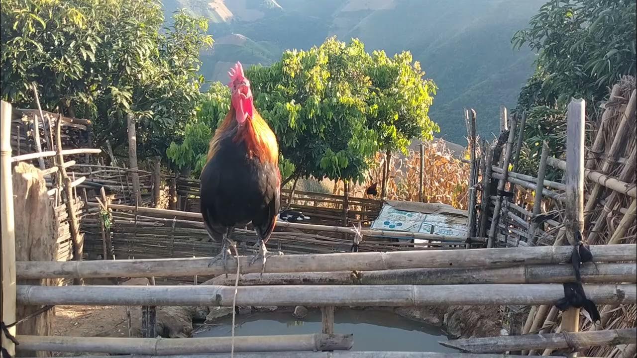 qaib dib zoo nraug 2024-2025 (0337590695 - YouTube