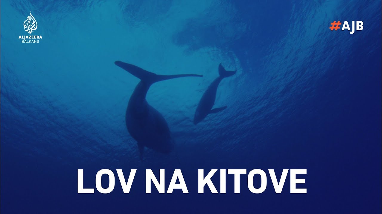 Japan nastavlja lov na kitove - YouTube