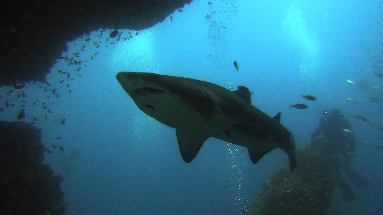 Sandtigerhai Ragged Tooth Sharks Carcharias taurus - YouTube