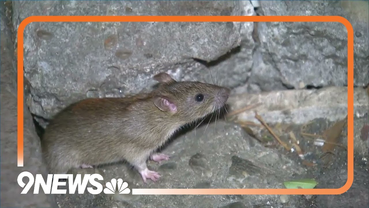 National rat summit to be held in NYC this fall - YouTube