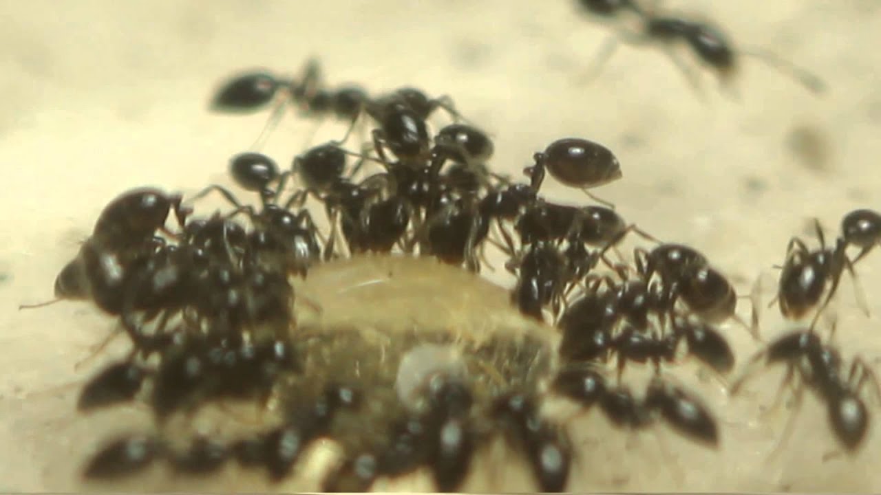 Monomorium minimum: Inception Chamber video 2 - YouTube