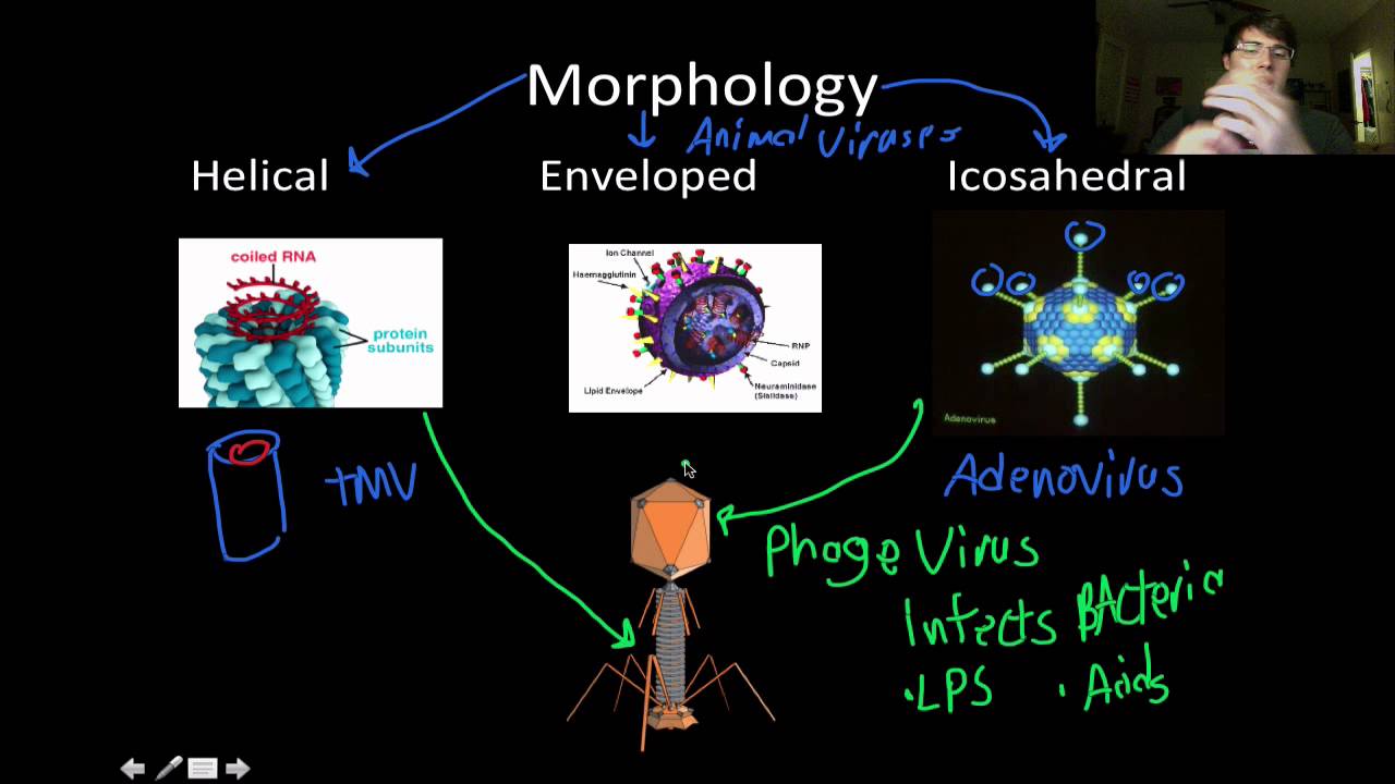 VIRUSES: Structure, Functions, and cycles. - YouTube