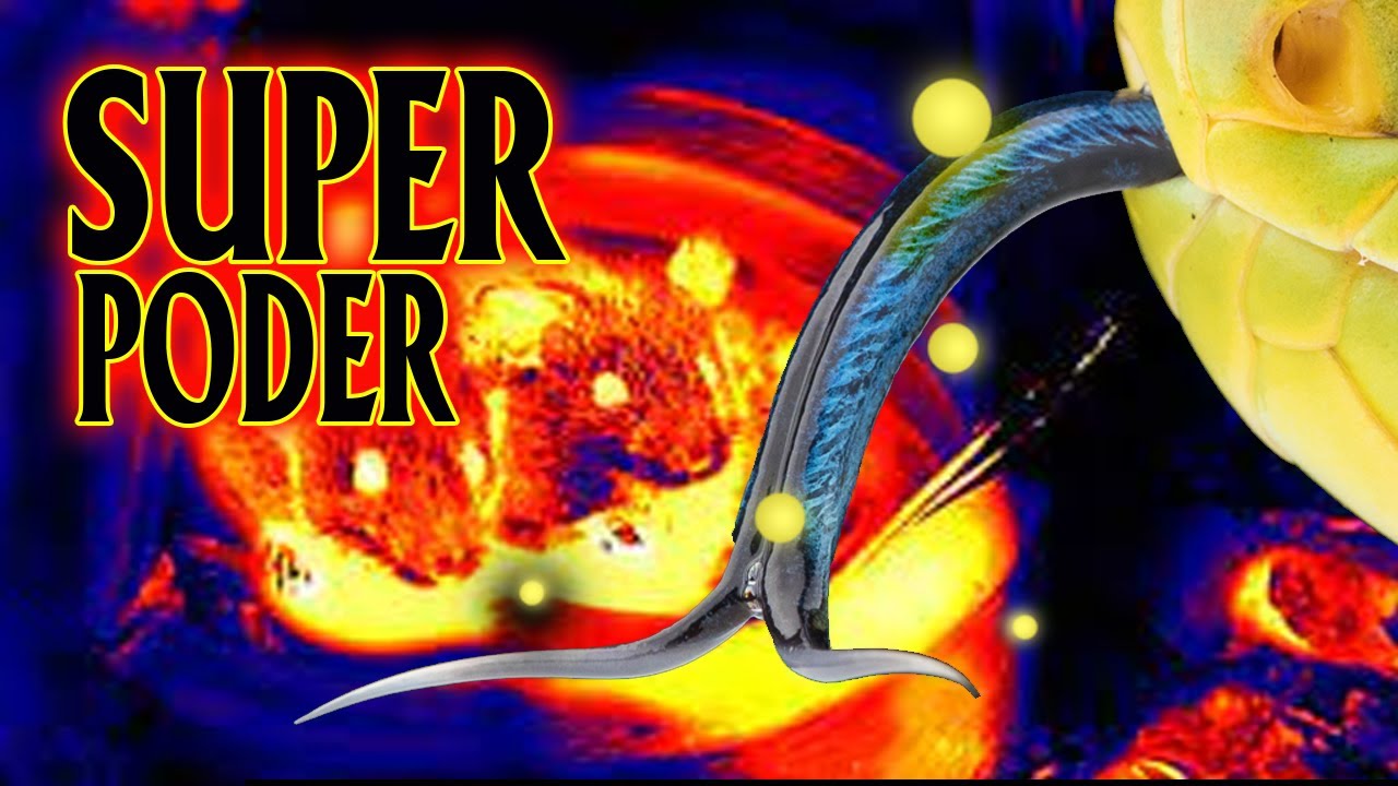 Así funcionan los SENTIDOS en las SERPIENTES, la vista es de locura ...