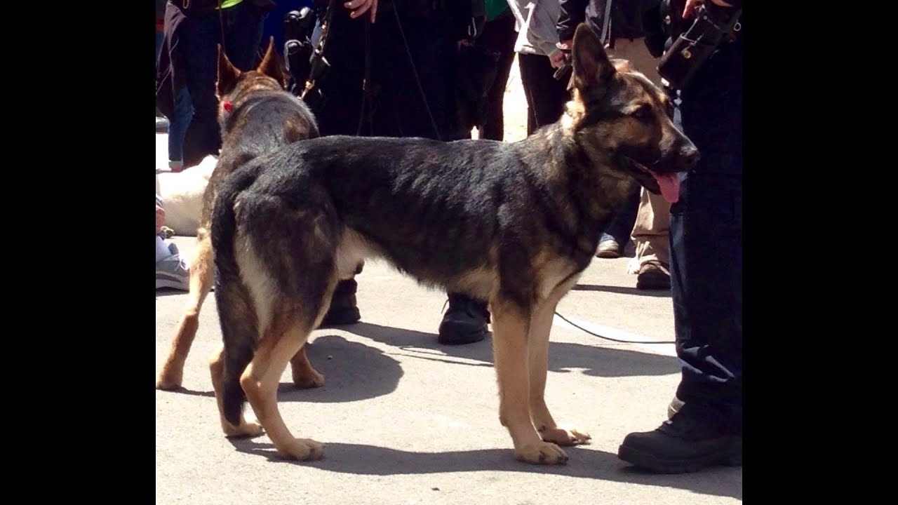 SUPPORT the PATERSON NJ Police Department K9 UNIT - YouTube