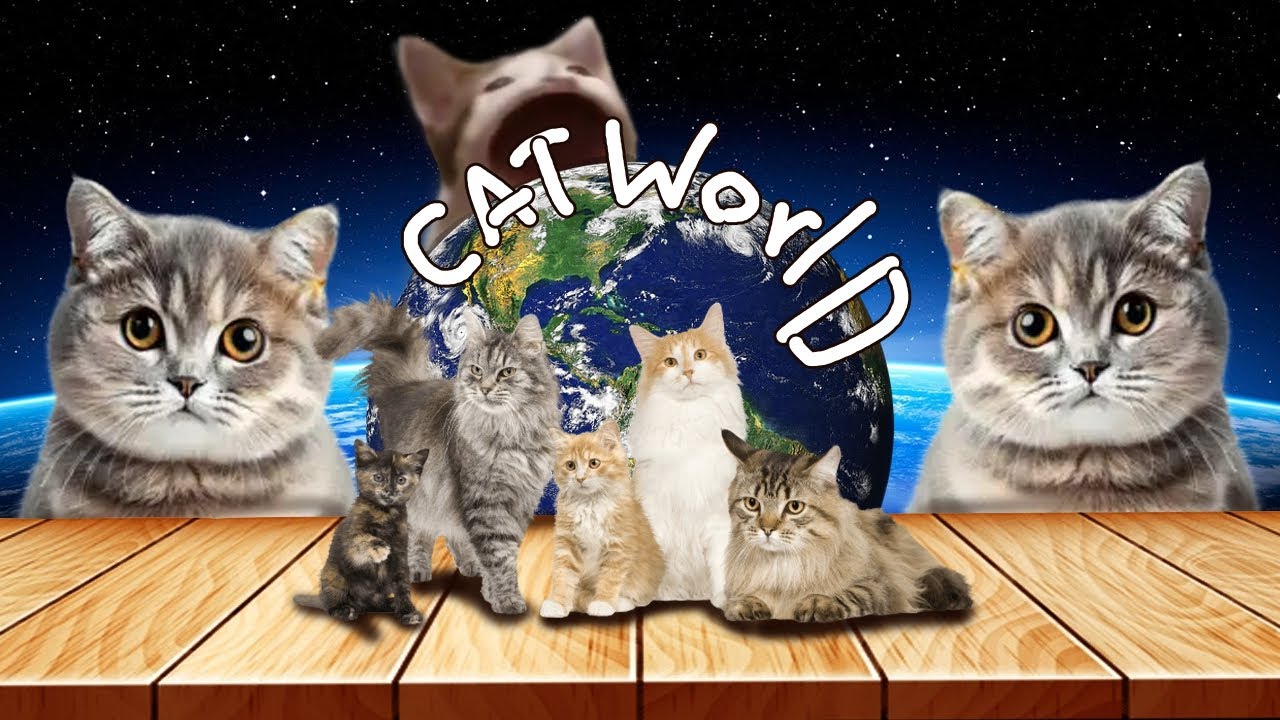 Cats from all over the world #1 CATCUTE 4K - YouTube