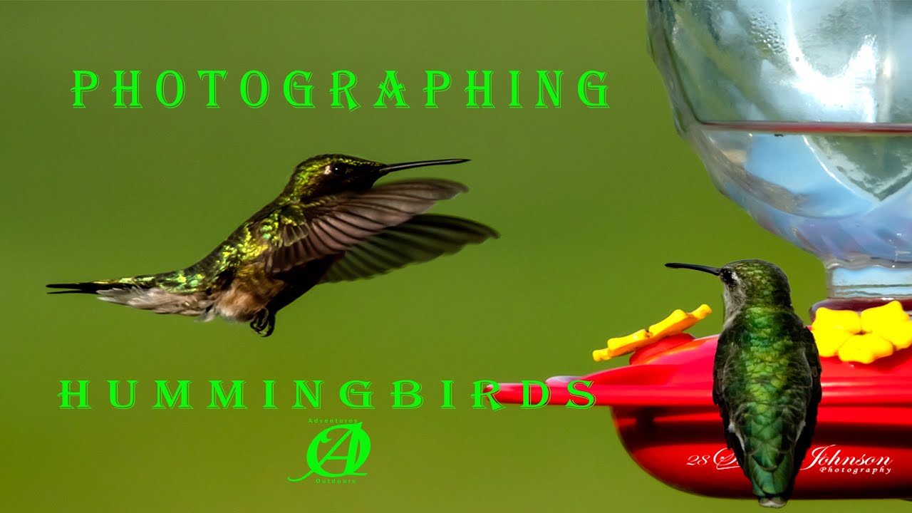How to Photograph Hummingbirds - #1 a Fast Shutter Speed - YouTube
