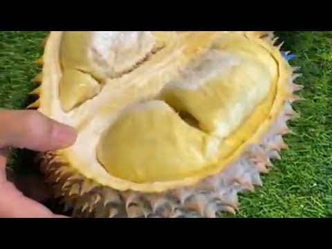 Unboxing Durian montong 😍👍 montong palu premium ☺️ #durianmontong #viral - YouTube