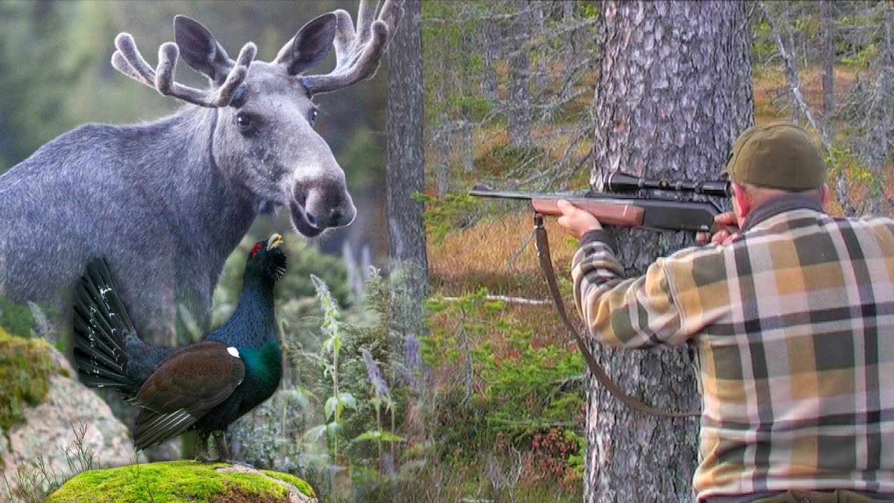 Hunting in Sweden - Moose and Wood Grouse Hunting 2 | Lov u Švedskoj ...