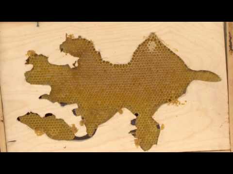 Azerbaycan'da Bal Festivali