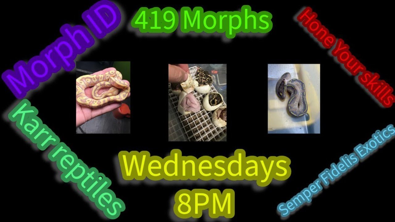MORPH ID WEDNESDAY!!!! - YouTube
