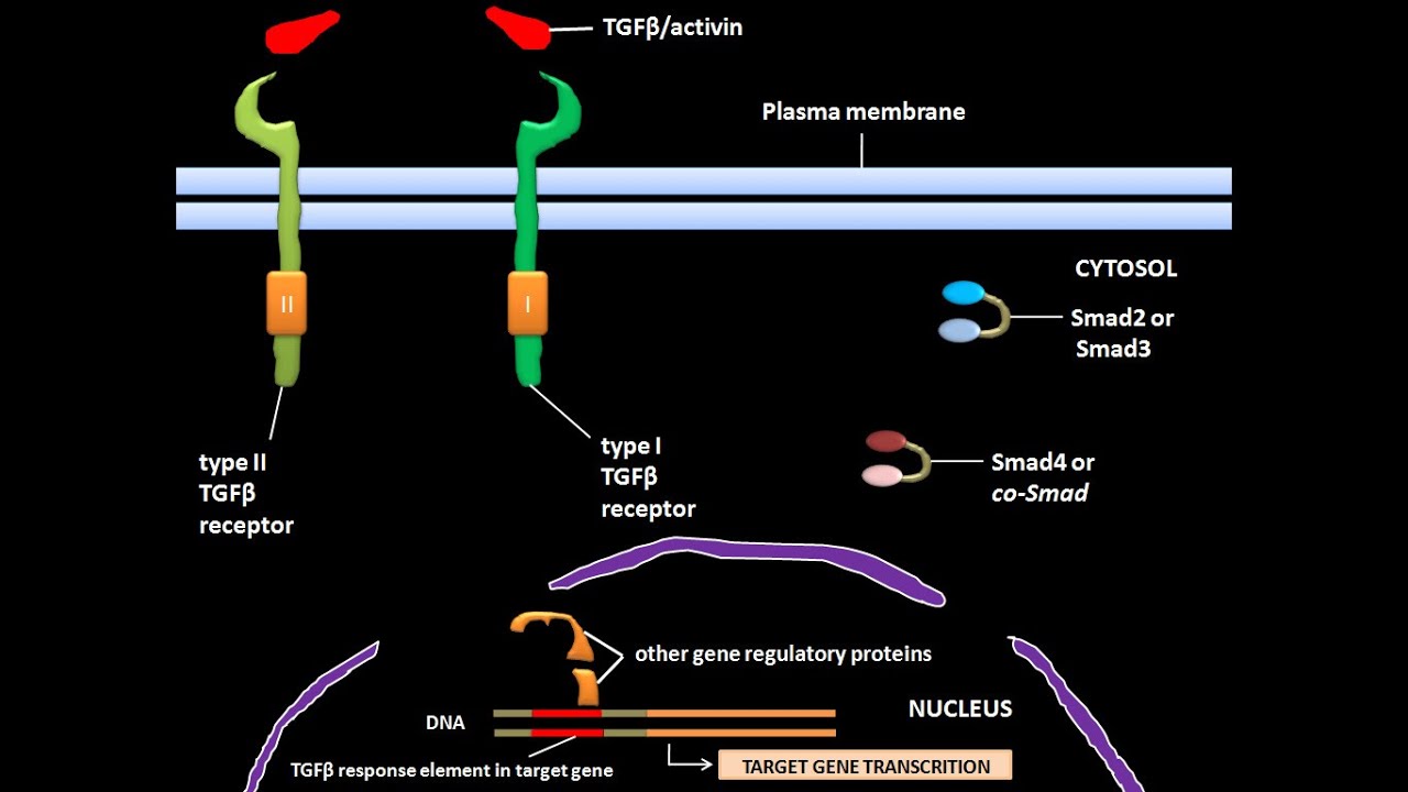 TGF beta signaling pathway - YouTube