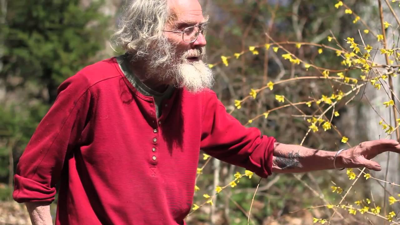 Forsythia (Lian Qiao) - YouTube