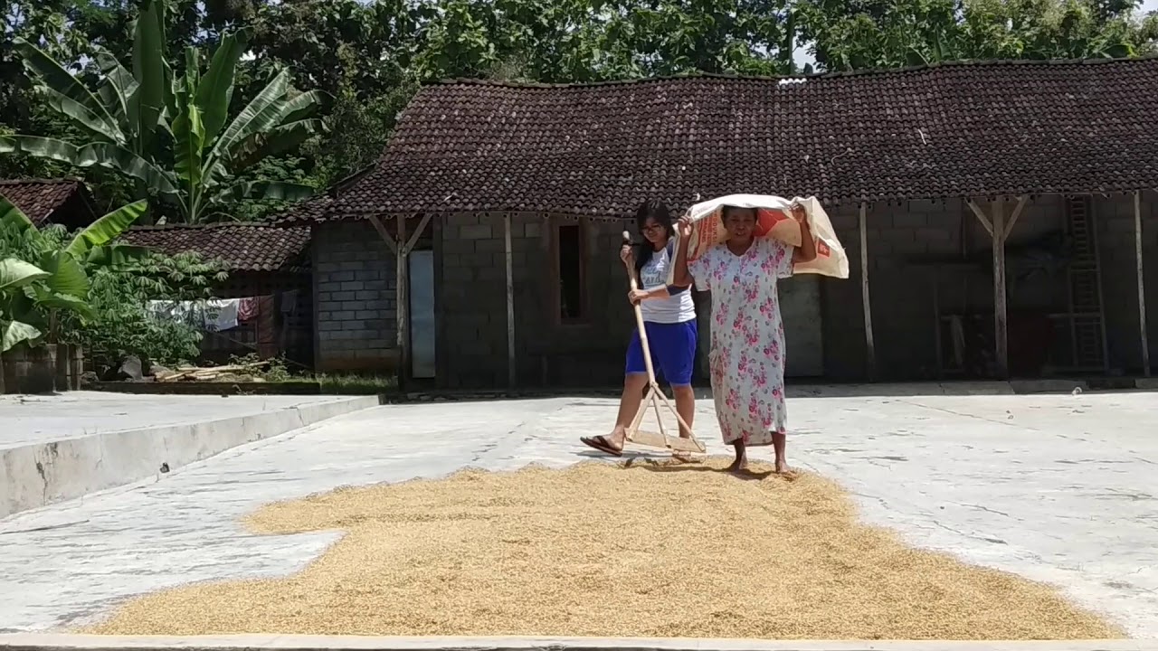 Petani indonesia masih tradisional - YouTube