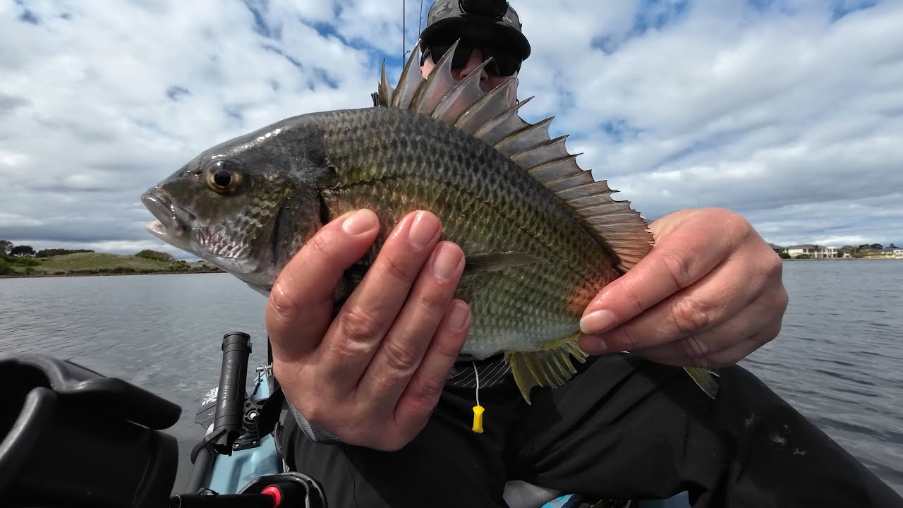 Sanctuary Lakes finesse bream fishing - YouTube
