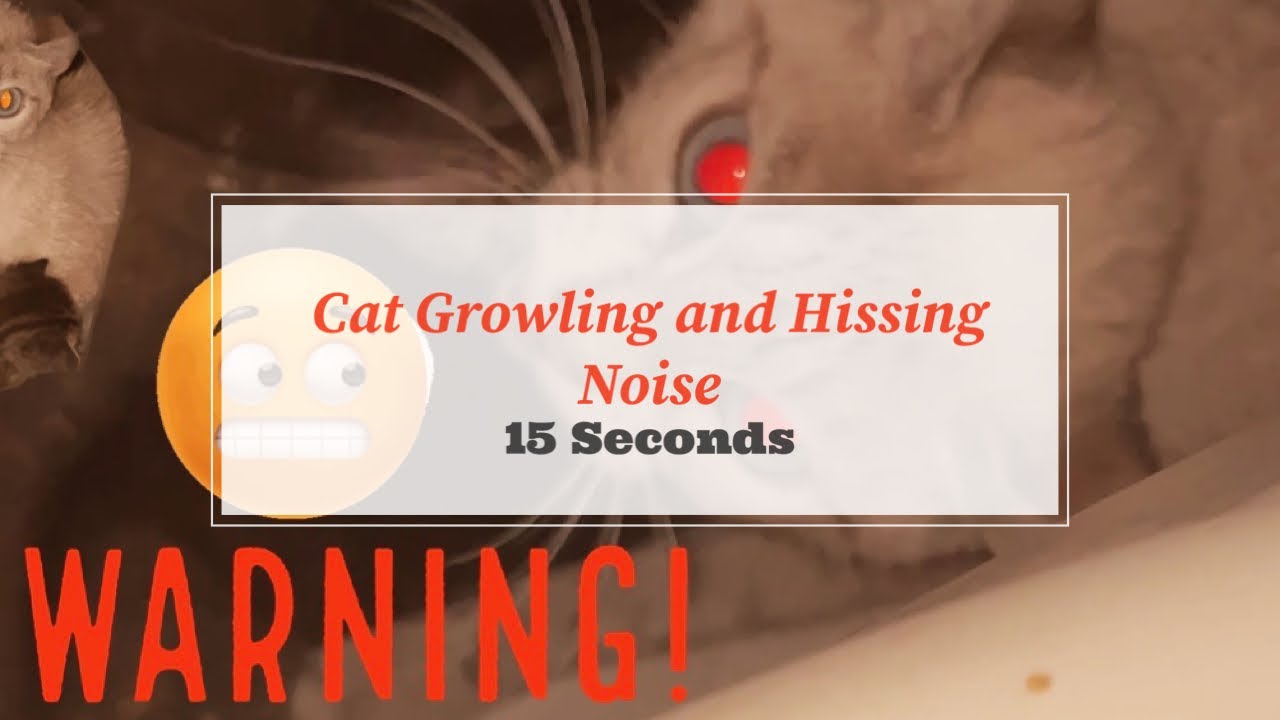 Angry Cat Growling and Hissing Noises for Sound Effects - YouTube