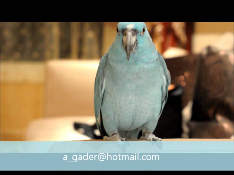 Blue Mutation Yellow Naped Amazon Parrot - YouTube