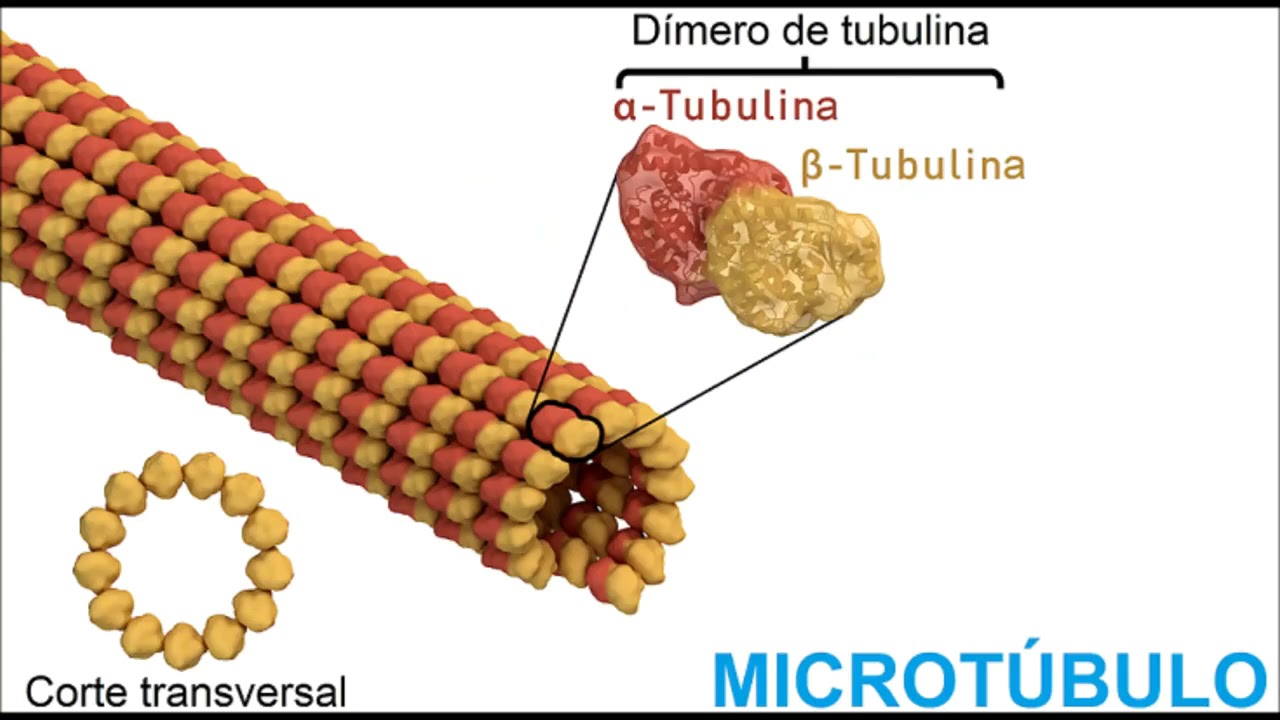 Microtubulos biología - YouTube