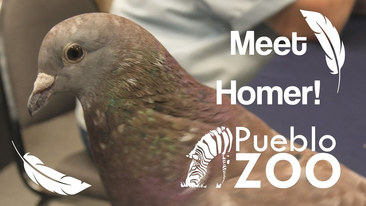 Meet Homer, the Homing Pigeon! - YouTube