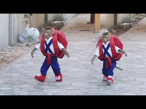 Very Amazing First Day!! Smart Student Donal Back From School With Nice Uniform