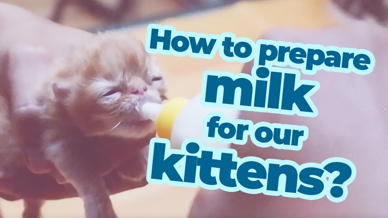 HOW TO PREPARE MILK FOR KITTENS BEST WAY OF HAND FEEDING OUR how-to-prepare-milk-for-kittens-best-way-of-hand-feeding-our