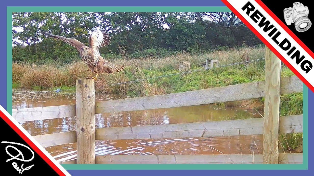 WILDLIFE CAMERA Footage ~ What Uses an Old Rubble Pile? (Part 3) - YouTube