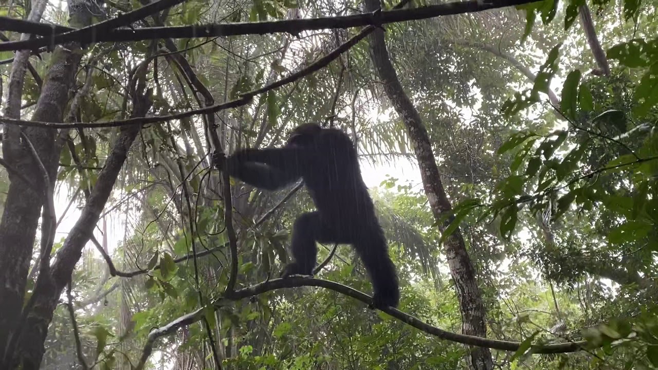 Chimpanzee Rain Dance - Mahale National Park - YouTube