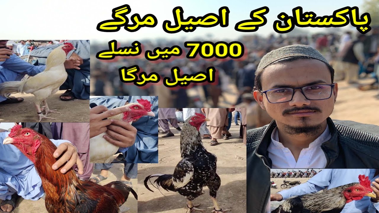 Aseel Murga Mandi | mirpurkhas sindh Pakistan, 2024, 7000 ka nasli ...