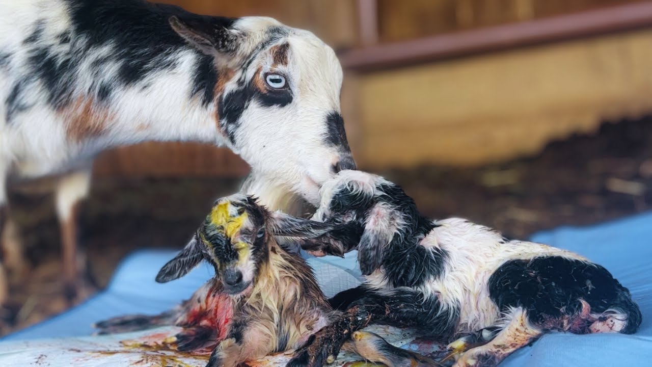 The PERFECT Miniature GOAT BIRTH | Poppy's Delivery - YouTube