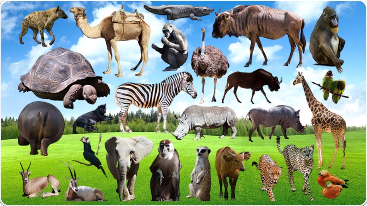 relax for a moment, let's see how beautiful the animal world is ...