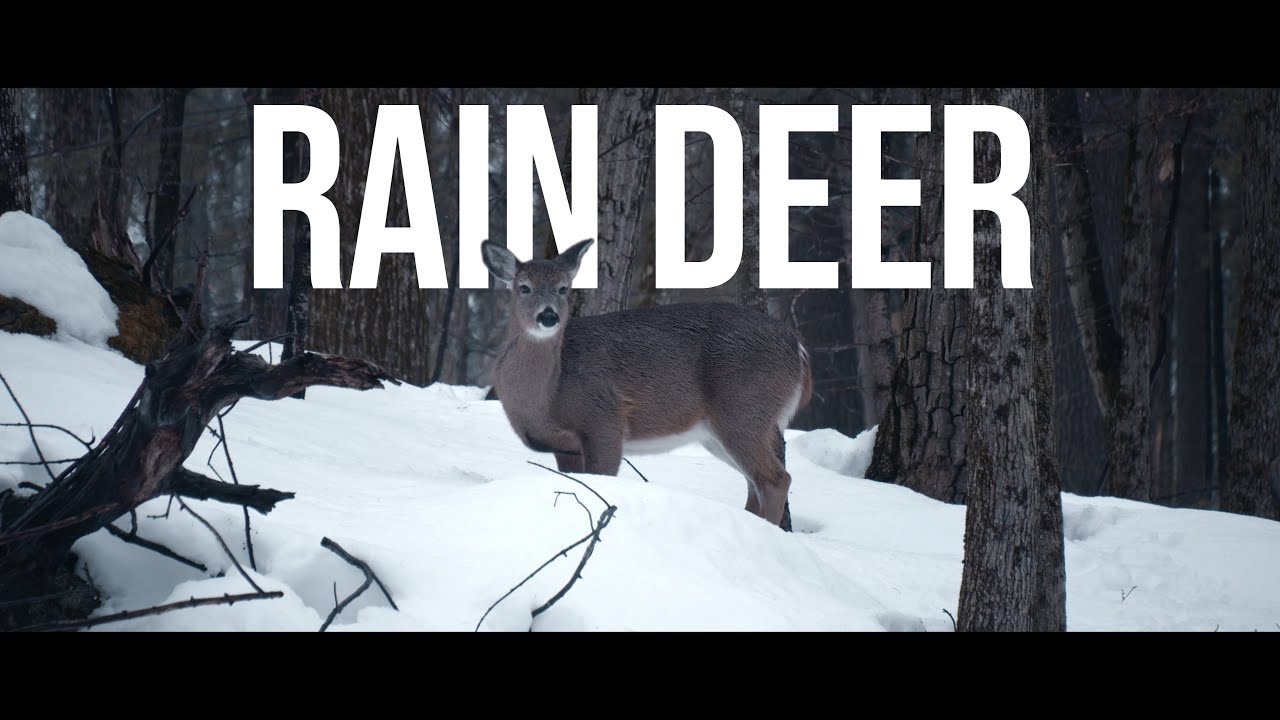 Rain Deer - A Relaxing Wildlife Short Film (4K) - YouTube