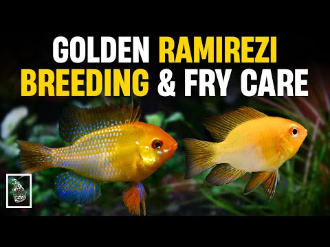 Secrets to Breeding Golden Rams at Home & Fry Care!