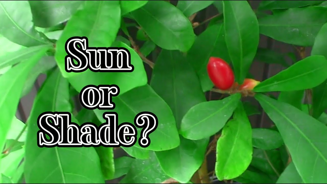 Miracle Fruit: Sun or Shade? || #gardening - YouTube