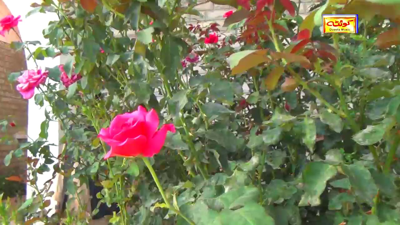 Babul jan naw songs - YouTube Music