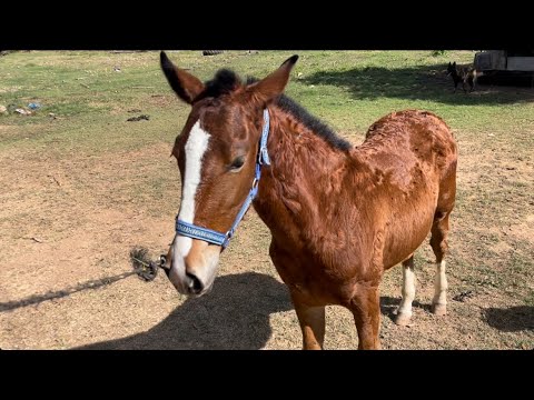 Potrillo Ibero 🇲🇽💰🇺🇸 6. meses. de edad #caballos #potrillos - YouTube