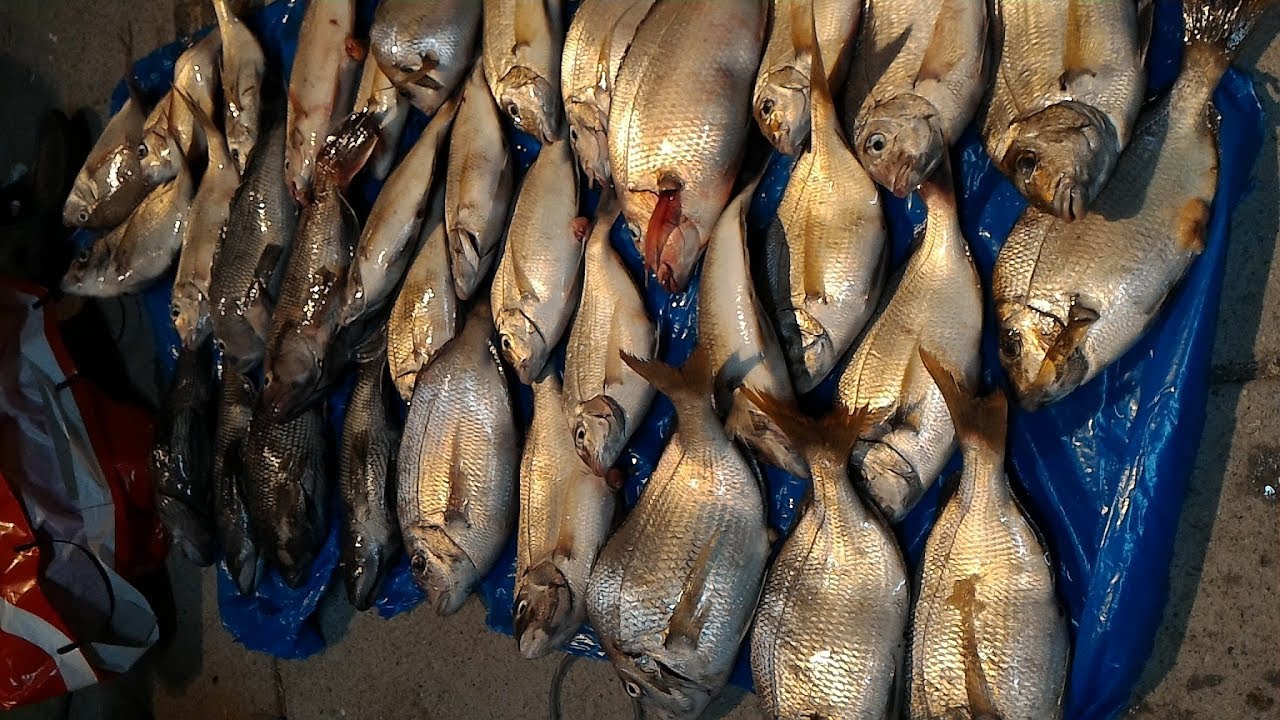 Porgy (scup) and Sea Bass Fishing from Boston Massachusetts part 1 ...