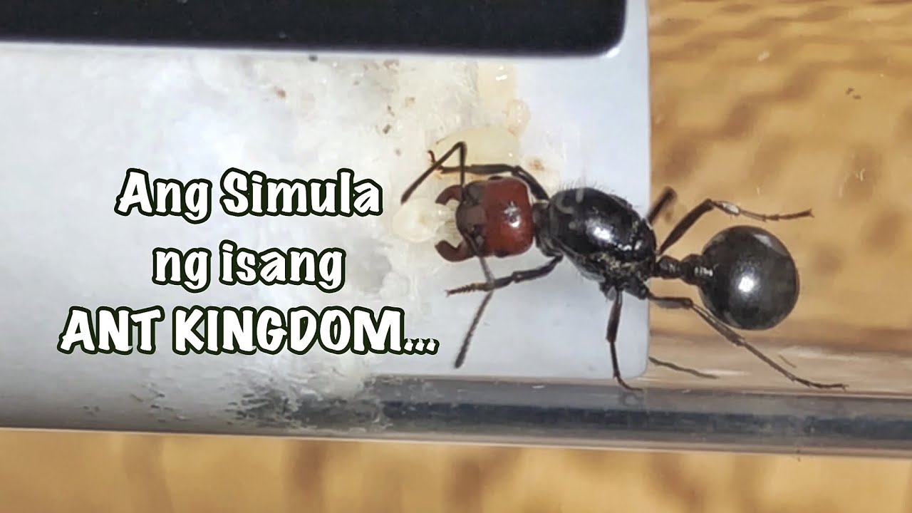 Bumili ako ng Queen Ant - Messor Angularis Antboxing! - YouTube