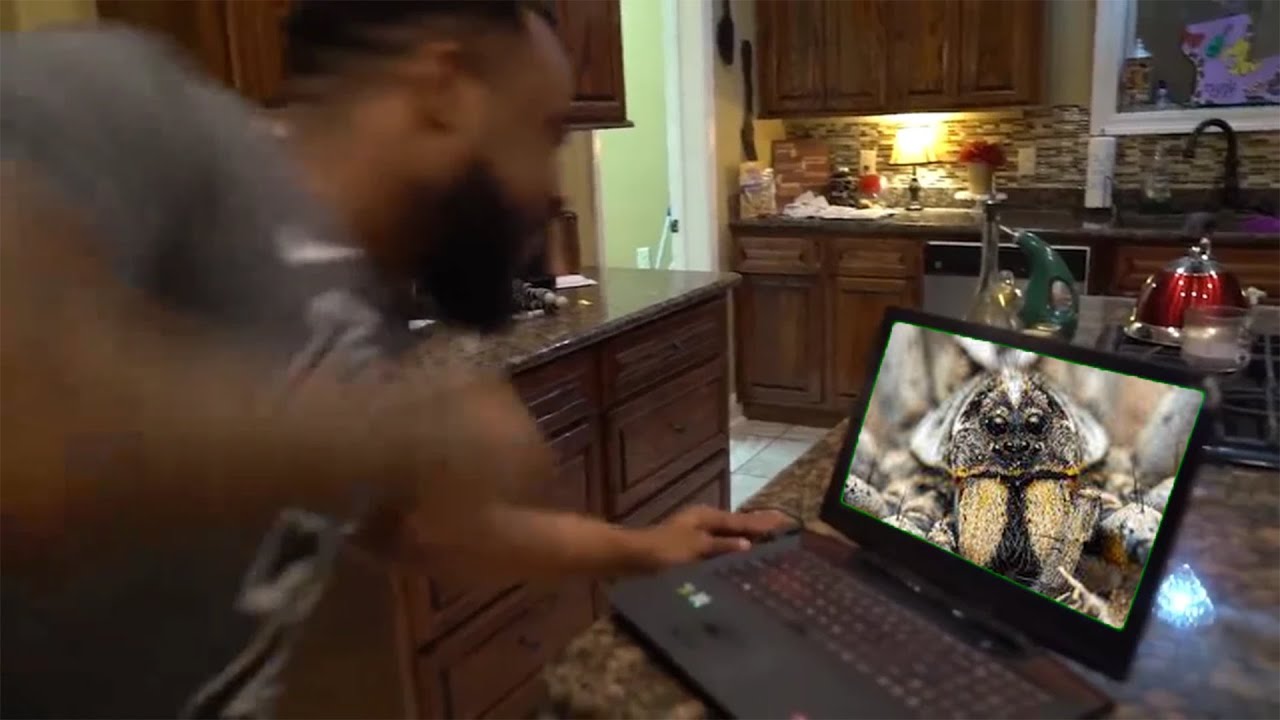 "A SPIDER'S CRAWLING ALL OVER MY MONITOR" - YouTube
