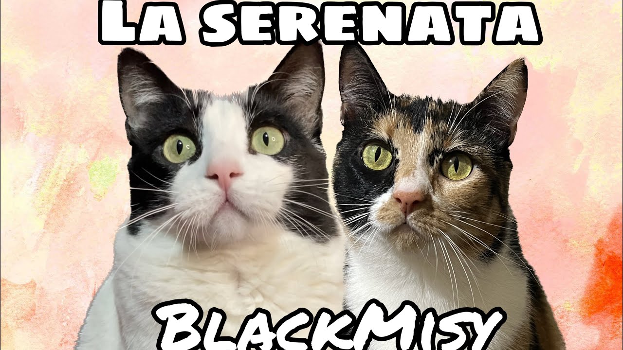 Y asi es como Aury consiguió su primera cita 😸 - YouTube