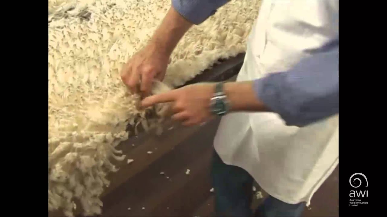 AWI Superfine - The Wool Classer - YouTube