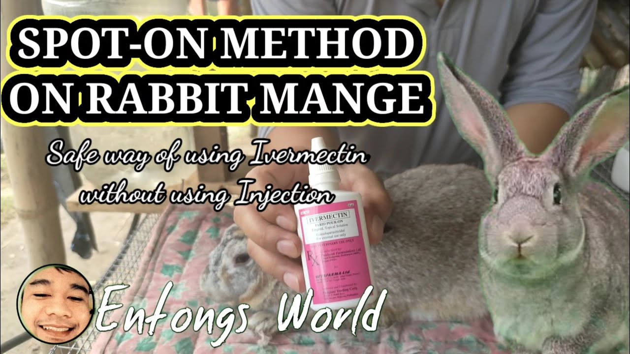 Using Ivermectin "Spot-on Method" on Rabbit Mange/ Galis without using ...