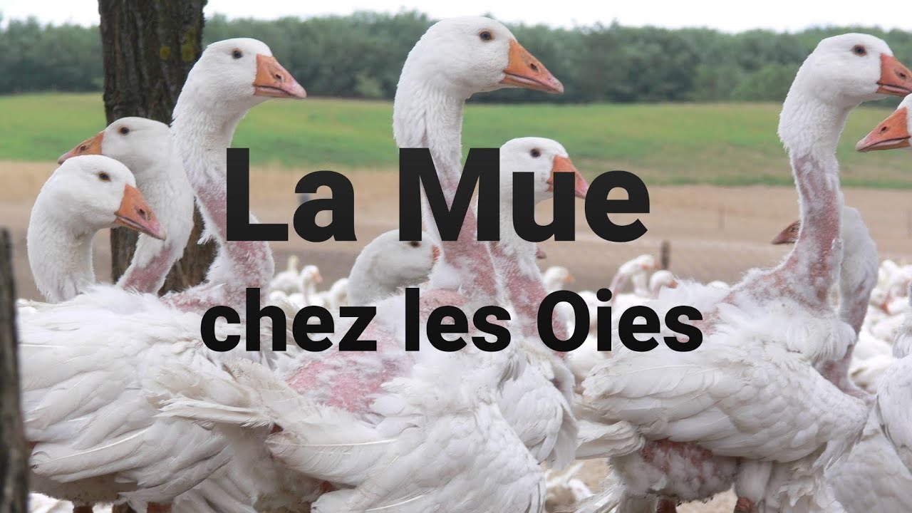 Comment reconnaître la Mue chez les Oies et que faire pendant la perte ...