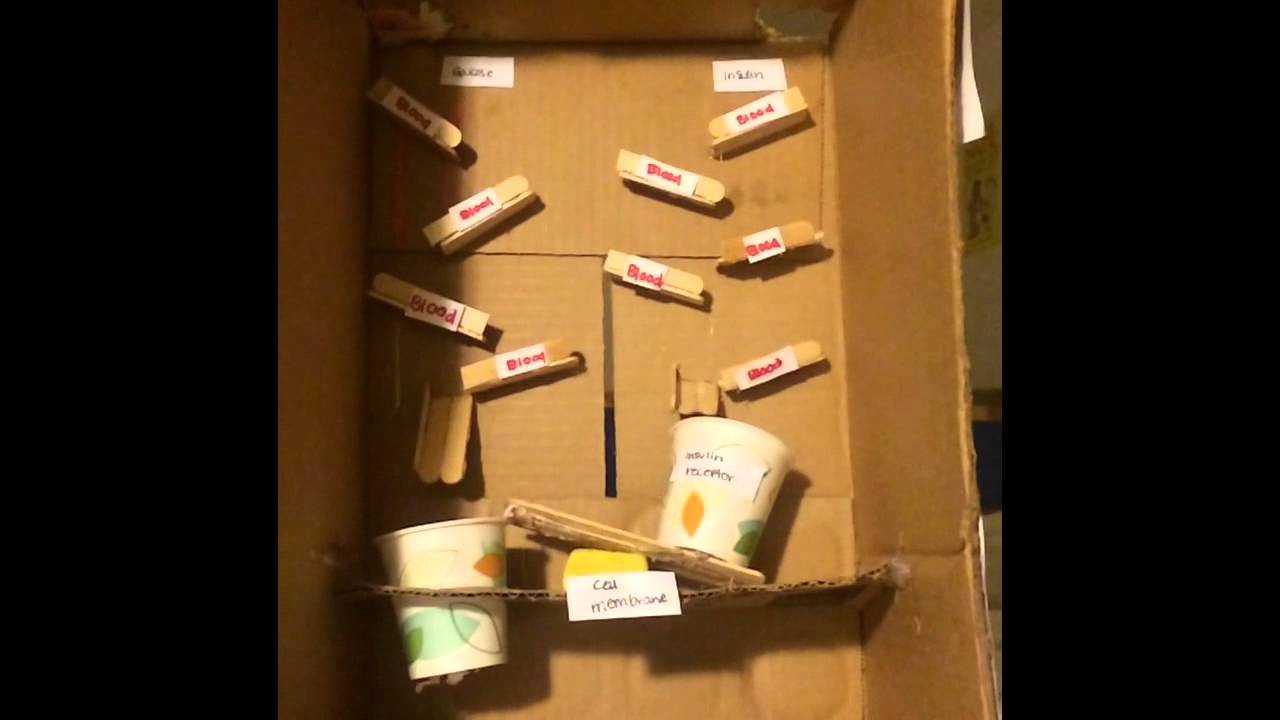 Insulin-Glucose project - YouTube