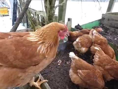 chickens eating bugs and worms in the compost - YouTube