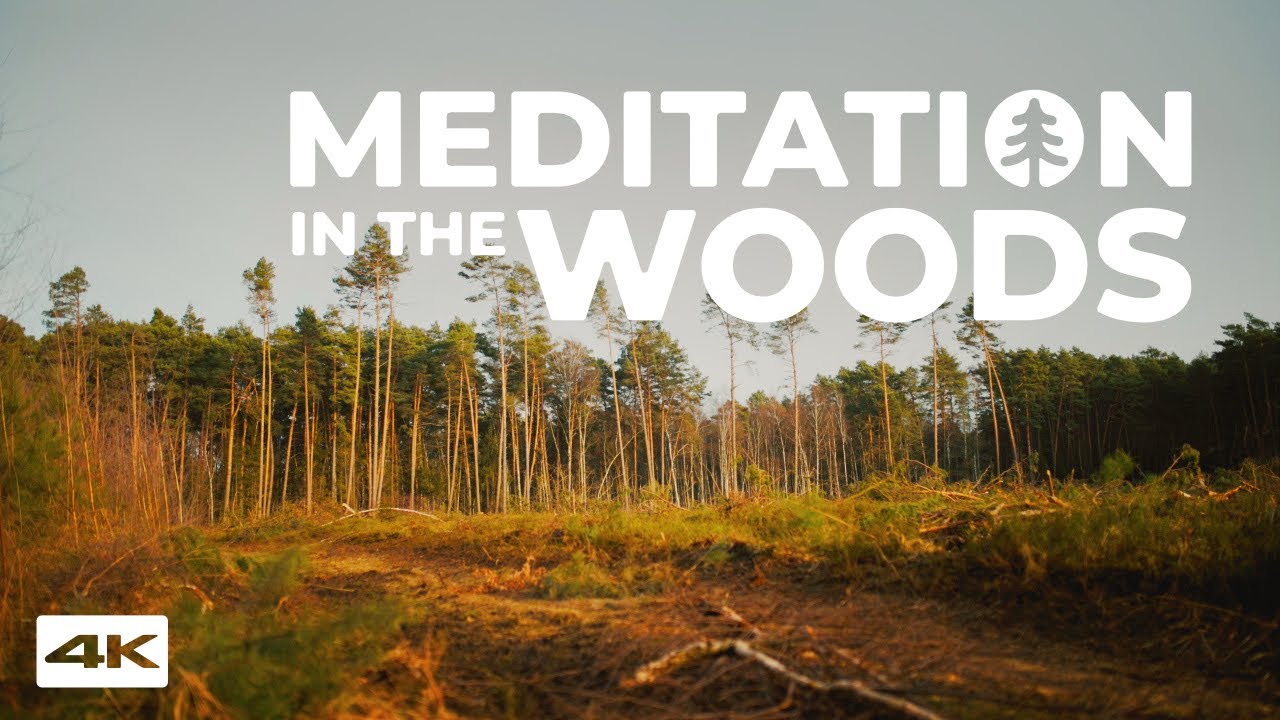 Meditation in the Woods:🦉Trees swaying on the cold wind - YouTube