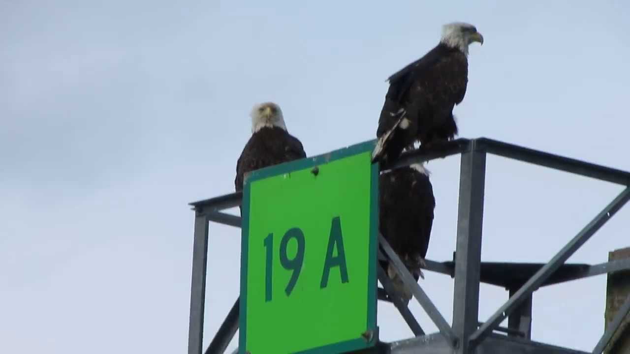 Bald Eagle Pooping & Flying Away - Glacier View Sea Kayaking Excursion ...