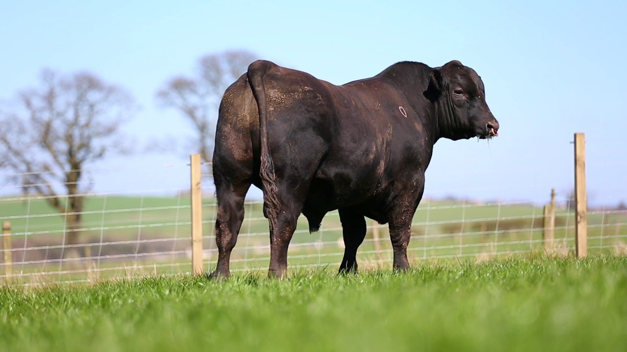 Rawburn Makka Pakka Aberdeen Angus Bull - YouTube