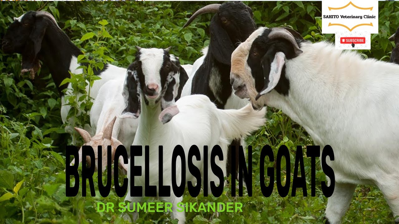 Brucellosis In Goats Brucellosis Dangerous Disease In Goat Sheep