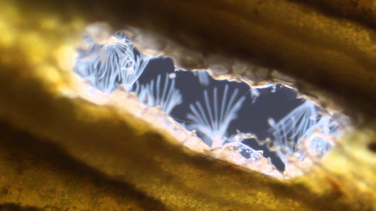 Membranipora sp. basic life-stages - YouTube